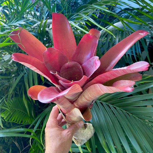 Bromeliad Portea jungles Small Pup - Etsy