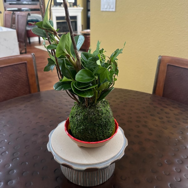 Arranged Kokedama With Peperomia and Ivy, Japanese Traditional Indoor ...