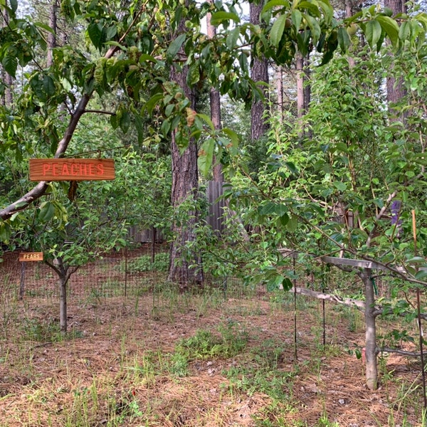 PEARS Sign, Outdoor Sign, Yard Art, Tree Marker, Shrub Sign, Plant ...