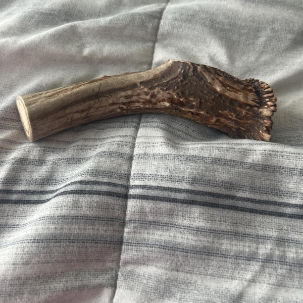 Bulk Packs Small Polished Deer Antler Crafting Tips /tines/points ...