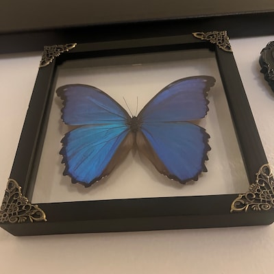 Real Framed Butterfly Handmade Shadow Box Insect Frame Taxidermy ...