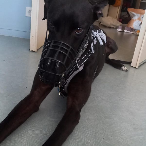 Muzzle for Irish Wolfhound Lightweight Steel Wire Muzzle Coursing ...