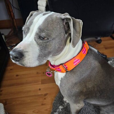 Biothane Tab or Bringsel Pick Your Color 1/2 Wide Heavy Weight, 8 Long ...