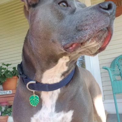 Pet Id Tag Dog Id Tag Dog Tag for Dogs Personalized Tags Dog Id Tag ...