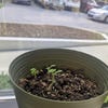 Lille Lise Micro Dwarf Tomato 30+ Fresh Seeds for 2025 - Etsy
