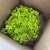 Selaginella Kraussiana club Moss Neon, Gold Tip, Ruby Red, Green Moss ...
