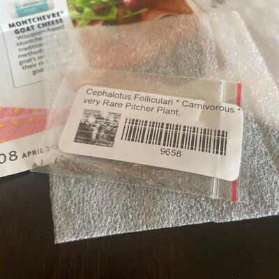 20pcs Hosta Plantaginea Fragrant Plantain Seeds Fire and Ice Shade Pink ...