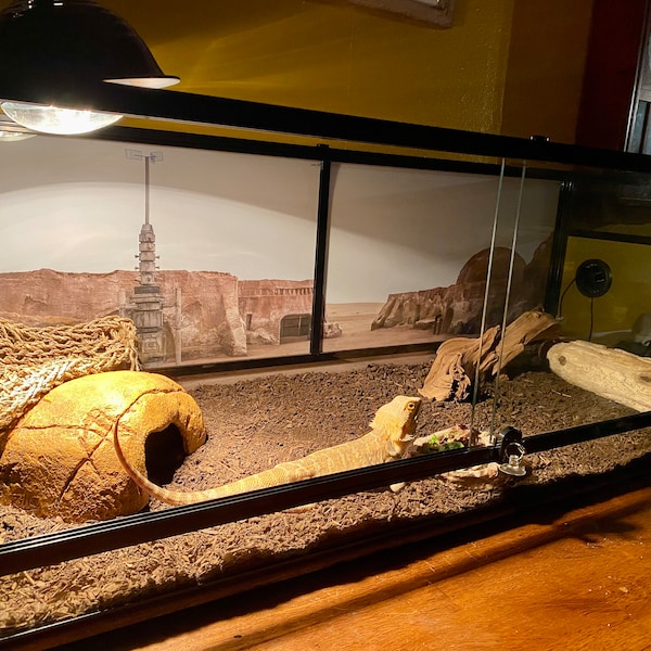 Movie Set Standard Terrarium Background - Etsy