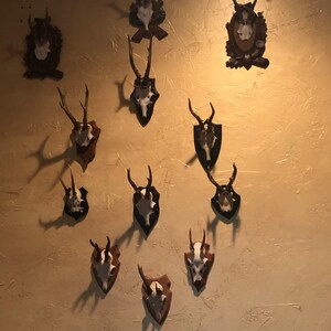 Real Giant European Wild Boar Skin Hooves Hide Pelt Area Rug - Etsy