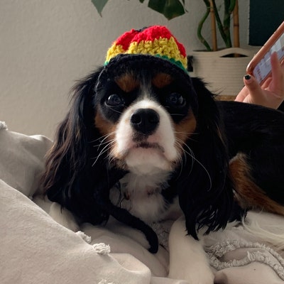 RASTA Pet Hat With or Without Dreads Humorous 2 to 20 Lb Pets Made to ...