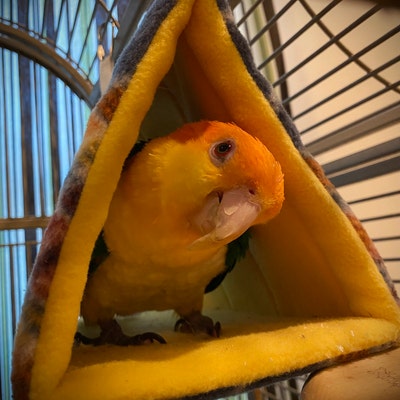 Handmade Cozy Bird Tent With a Perch. Perfect for Caiques - Etsy