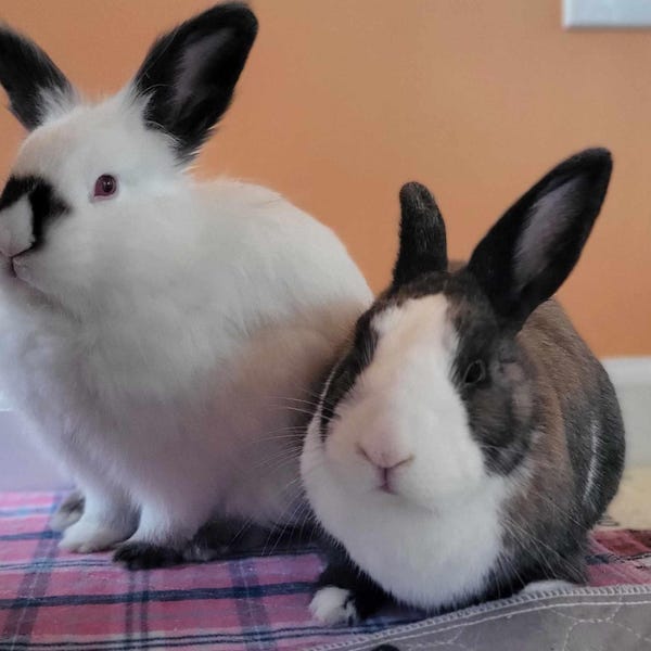 Bunny O's Cereal Treat, Rabbit Fruit Loops Inspired Treat, Small Animal ...