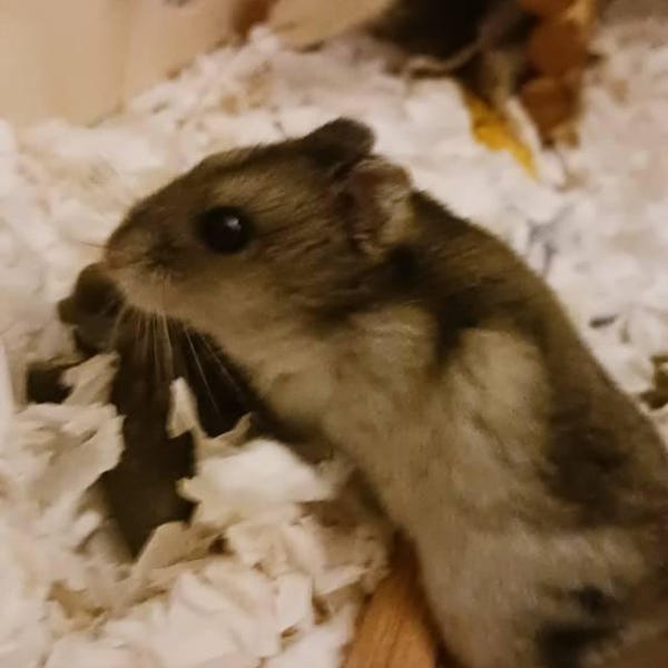 Gourmet Animal Protein Mix for Hamsters, Gerbils, Mice, & Rats ...