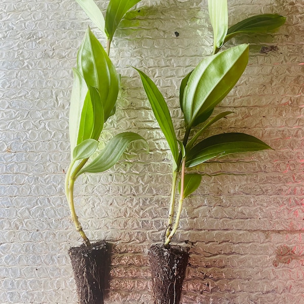 Royal Intenz Magnifica Medinilla Plant~~live Well Rooted Starter Plant ...