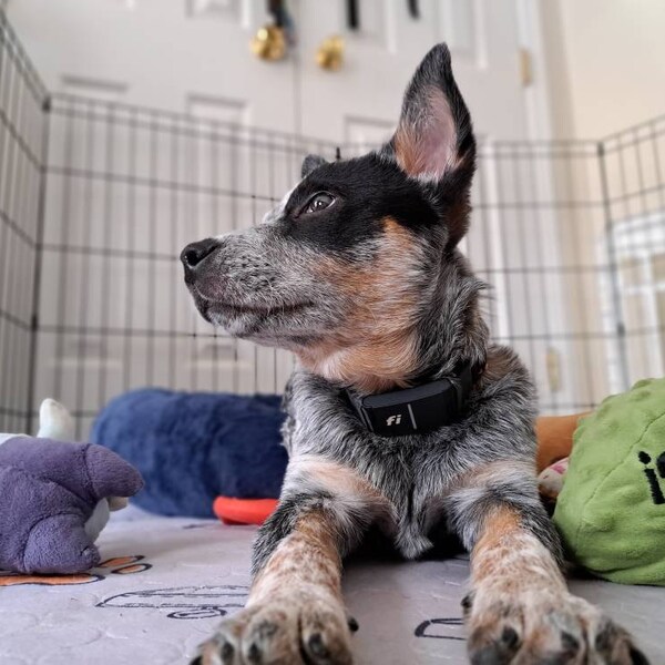 Fi Series 2 Collar Adapter - Etsy