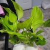Scindapsus Lucens/anadendrum Affine/shingling Vine/pothos/philodendron ...