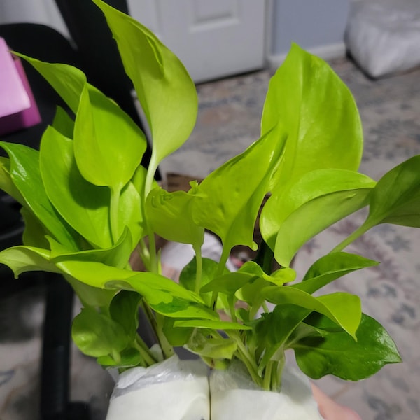 Scindapsus Lucens/anadendrum Affine/shingling Vine/pothos/philodendron ...