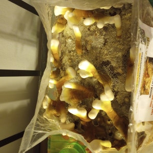 Shiitake Mushroom Plug Spawn - Etsy