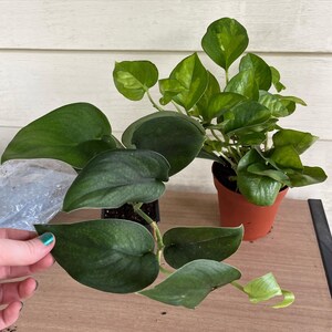 Scindapsus Jade Satin Rare Scindapsus Velvet Pothos Live - Etsy