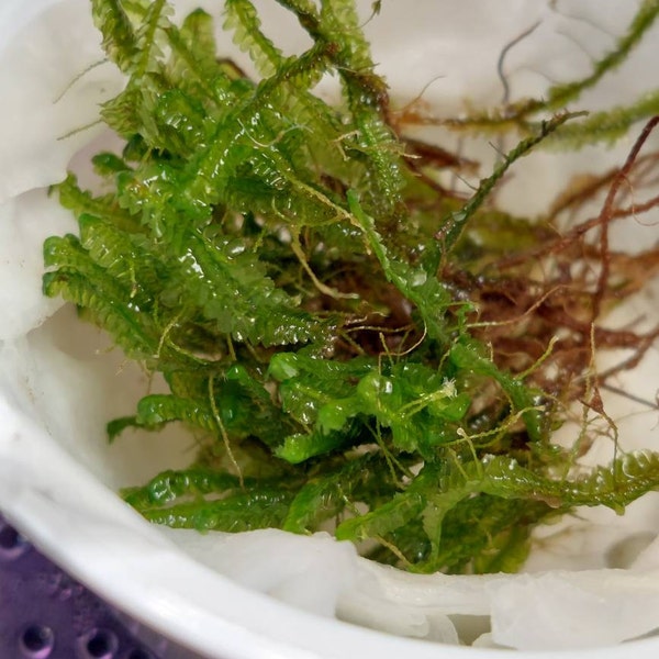 Rare Liverwort, Bazzania Trilobata, Greater Whipwort, Threelobed ...