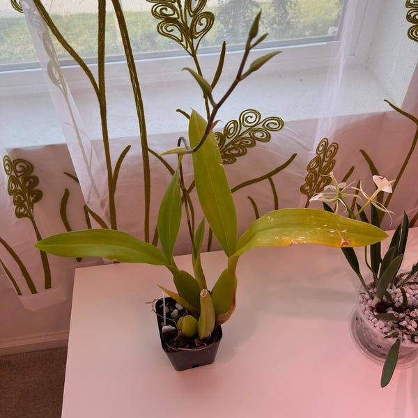 Dendrobium Popeye 4" Pot Orchids From Hawaii - Etsy