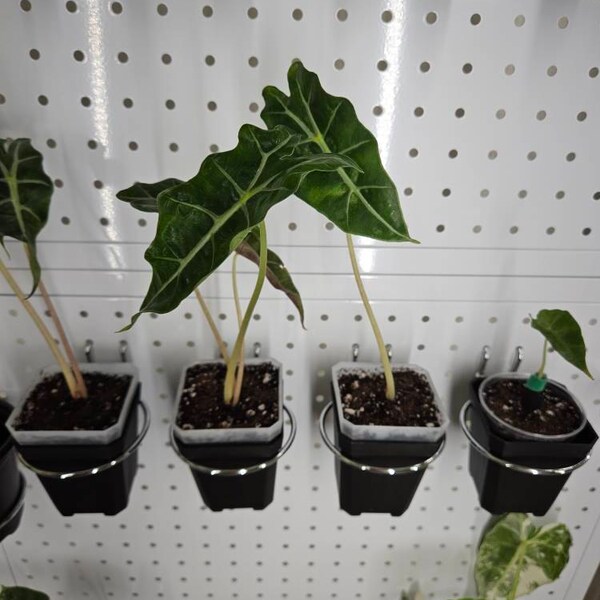 Alocasia tiny Dancer Starter Plant ALL STARTER PLANTS Require You to ...
