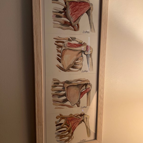 Fascia Lines Anatomy Poster | SANDYSPINES | Art for Chiropractors ...