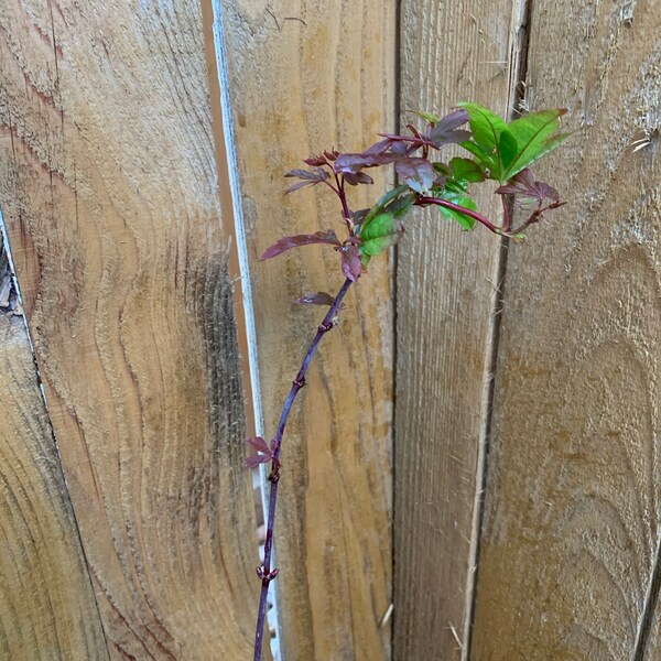 Red Leaf Japanese Maple, Acer Palmatum Var. Atropurpureum, Small Tree ...