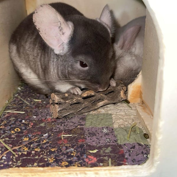 Original Full/single Sets of Cage Guards / Poop Guards SAFEST & MOST ...