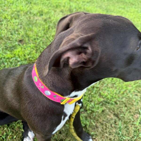 AGILITY Collar the Blues - Etsy