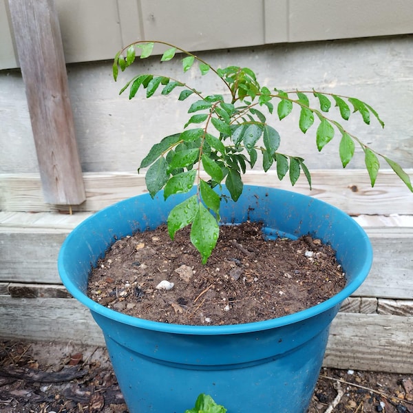 Pitiona, Oaxaca Lemon Verbena, Juanilama, Lippia Alba, 1 Live Plant 2.5 ...