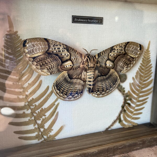 Giant Cicada & Empress Cicada Shadow Box Framed Quesada Gigas ...