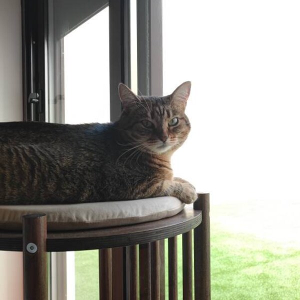 KOLA Cat Furniture, Cat House, Cat Scratcher, Coffee Table, Small Table ...