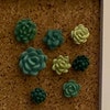 Succulent Magnets or Pushpins, Cactus Magnets or Pushpins, Succulent ...
