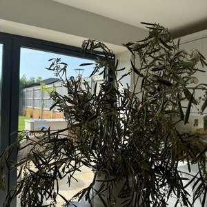 Tall Twisted Willow Stems Contorted Willow Natural Willow 80cm Tall ...