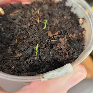 Melilotus Seeds, 500000 Melilotus Officinalis Seeds,mix-white & Yellow ...