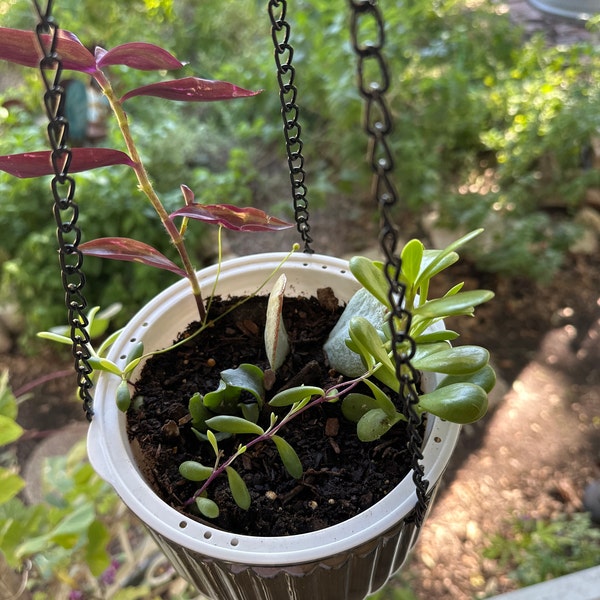 Trailing Vine Cascading Plant Spillers & Fillers Low Maintenance ...