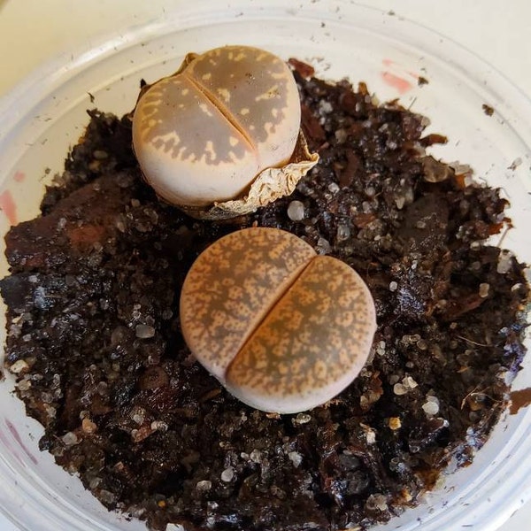 Live Limited Rare Lithops Olivacea C109 / Lithops Olivacea / Exotic ...