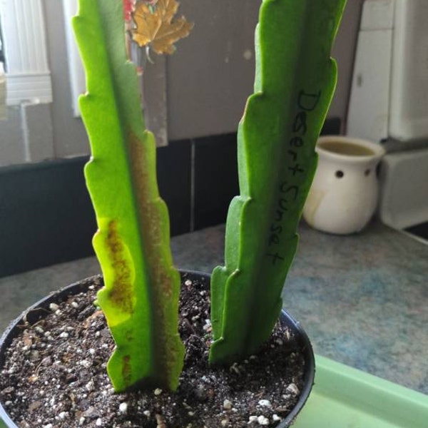 German Empress Epiphyllum 1 Cutting disocactus Phyllanthoides 6 8 ...