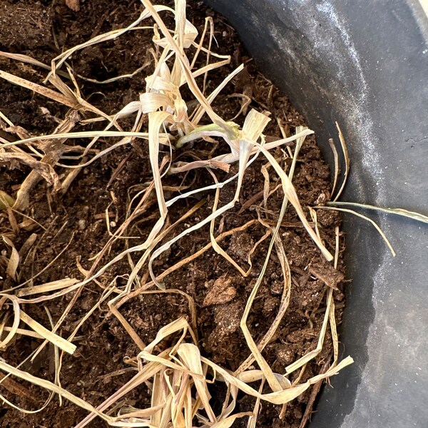 Cherry Sparkler Fountain Grass Plug Starter Plant - Etsy