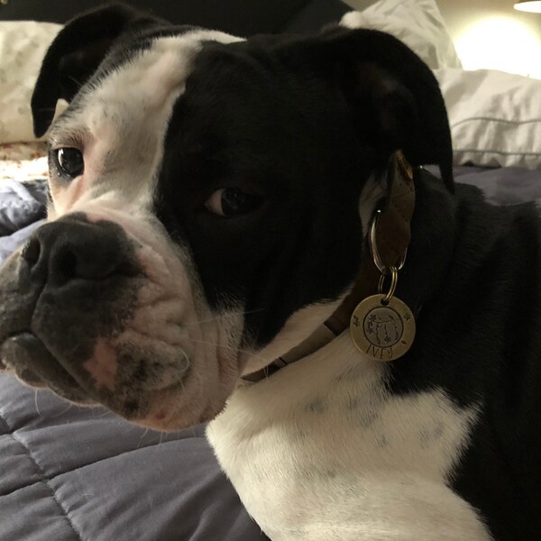 Dog Tags for Dogs, Dog Tag, the Hedera, Two Tone Dog Tag, Pet ID Tag ...