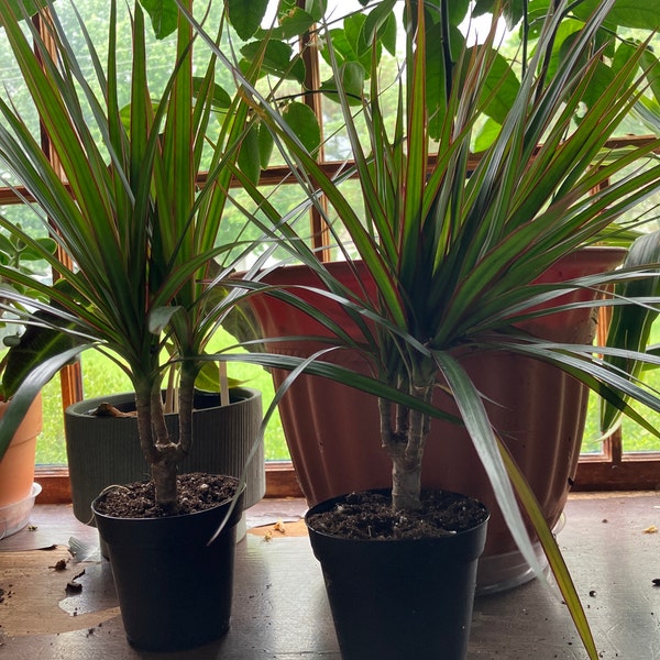 Dragon Tree Plant With Pot: Easy Beginner Indoor Plant - Etsy