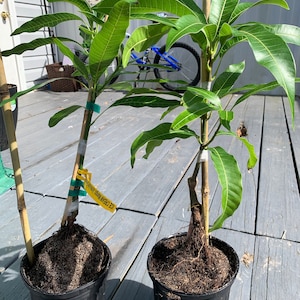 Ice Cream Dwarf Mango Tree Grafted 18 to 24 - Etsy