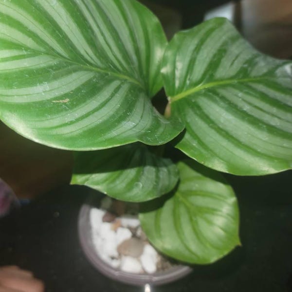 Calathea Orbifolia Starter Plant: Round Foliage Tropical Plant (***all ...