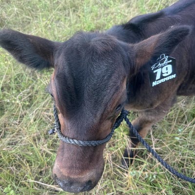 Goat Collar ID Tags - Etsy