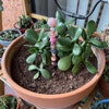 Fairy Garden Stakes. Potted Plant Accessory. Fairy Gazing Balls. Fairy ...