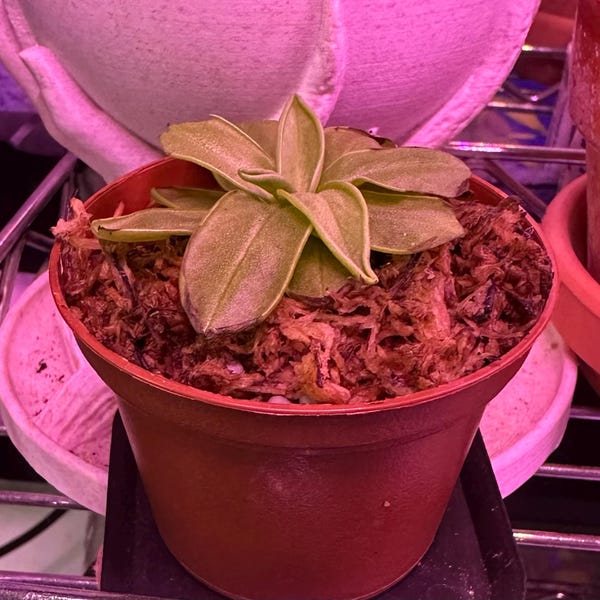 Spathoglottis Plicata, Easy to Grow Terrestrial Orchid. Rooted Plant ...