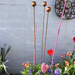 Set of 3 Rusty Poppy Seed Head Pattern Naturally Rusting - Etsy UK