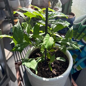 Variegated Spiral Ginger Costus Arabicus Variegatus - Etsy