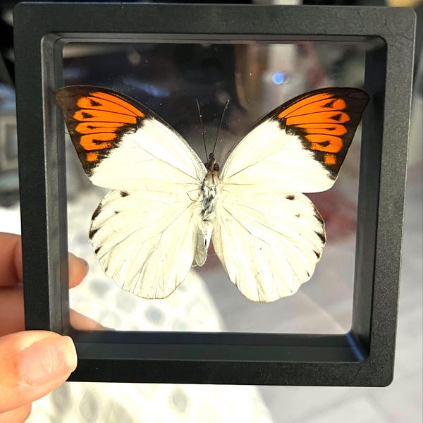 Real Butterfly 3D Floating Frame With Support Base ,original Butterfly ...
